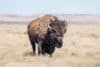 Why Is The Bison A Keystone Species? – North American Nature