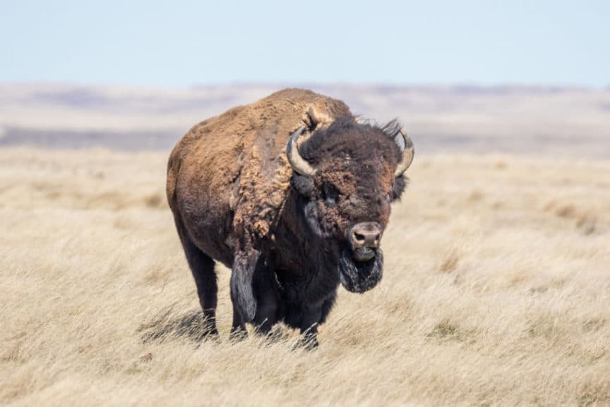 How Large Are Bison? – North American Nature