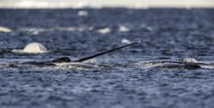 Why Do Narwhals Have a Horn?