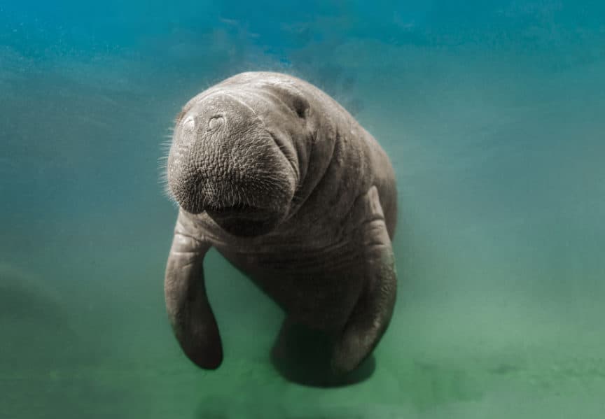 101 Facts About Manatees