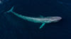 101 Facts About Blue Whales