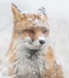 How Do Red Foxes Survive Winter? – North American Nature