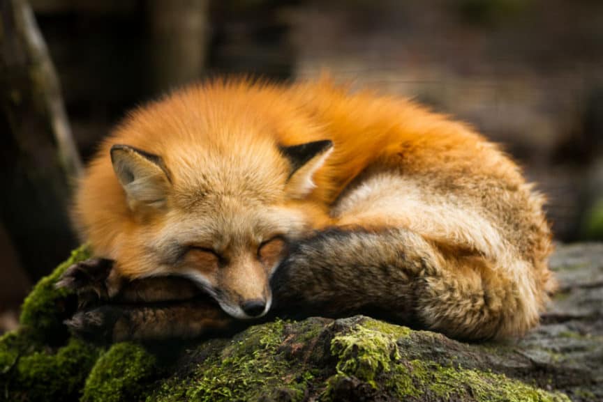 Which Mammals Live In Minnesota?