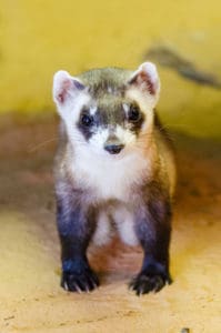 Which Mustelids Live In North America?