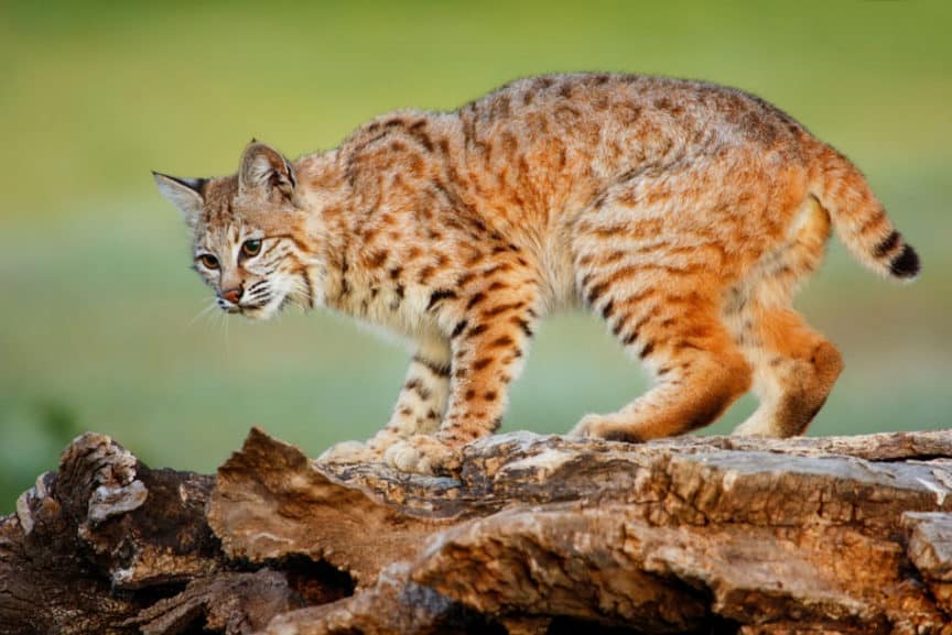 Which Mammals Live in Massachusetts?