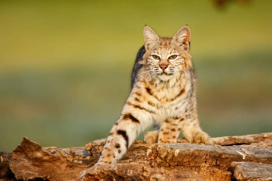 Which Mammals Live In Missouri?