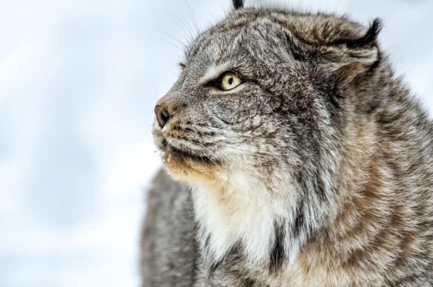 Which Mammals Live In Utah? – North American Nature