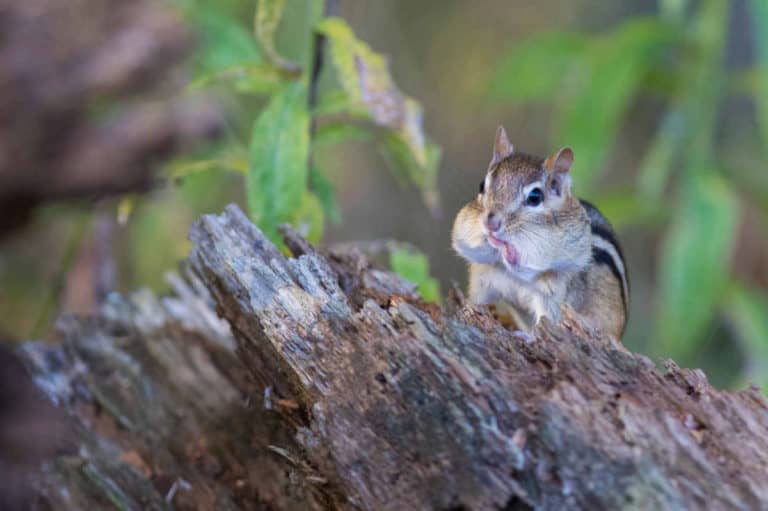 Which Mammals Live In Indiana?