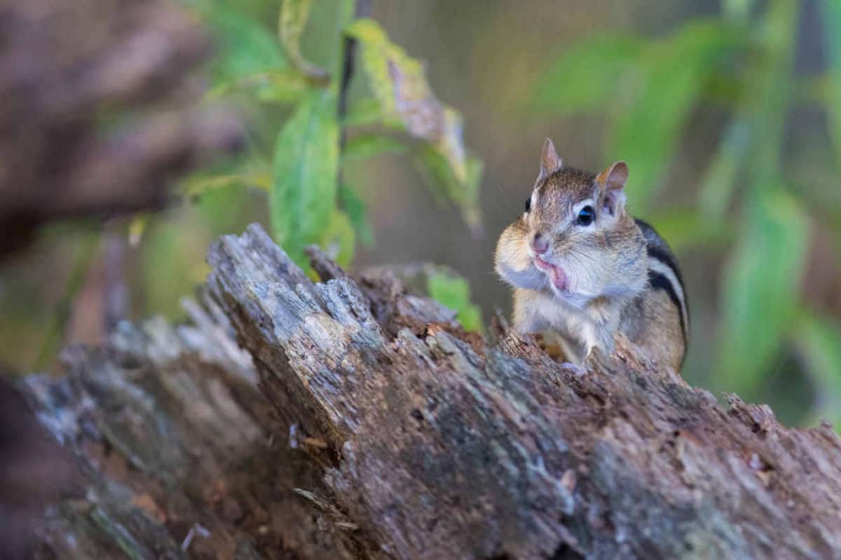 Which Mammals Live In Iowa? – North American Nature