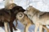 Where Do Wolves Live In North America? – North American Nature