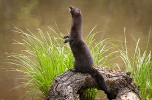 Which Mustelids Live In North America?