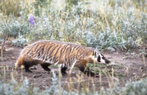 List Of North America Mammals