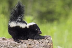 Which Mammals Live In Indiana?