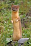 101 Facts About Weasels – North American Nature
