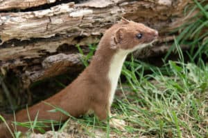101 Facts About Weasels – North American Nature