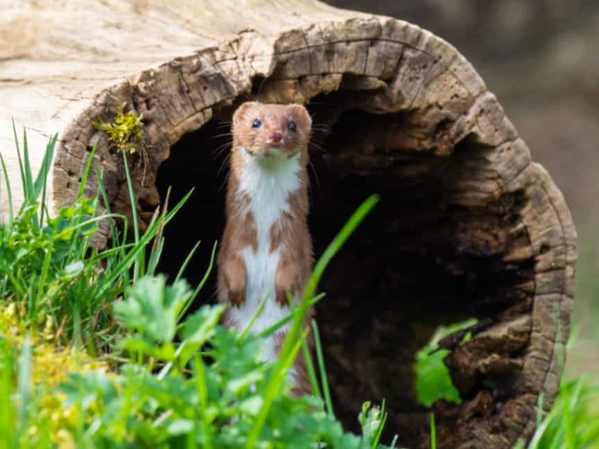Where Do Weasels Live In North America? – North American Nature