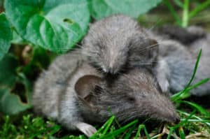 Are Shrews Dangerous? – North American Nature