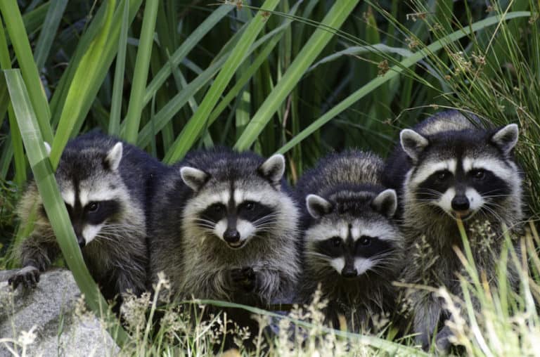 Which Mammals Live In Ohio?