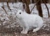 101 Facts About Snowshoe Hares – North American Nature