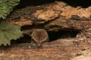 Are Shrews Dangerous? – North American Nature