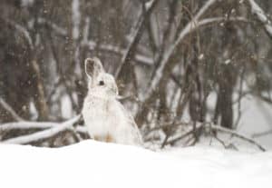 101 Facts About Snowshoe Hares – North American Nature