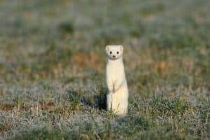 101 Facts About Weasels – North American Nature