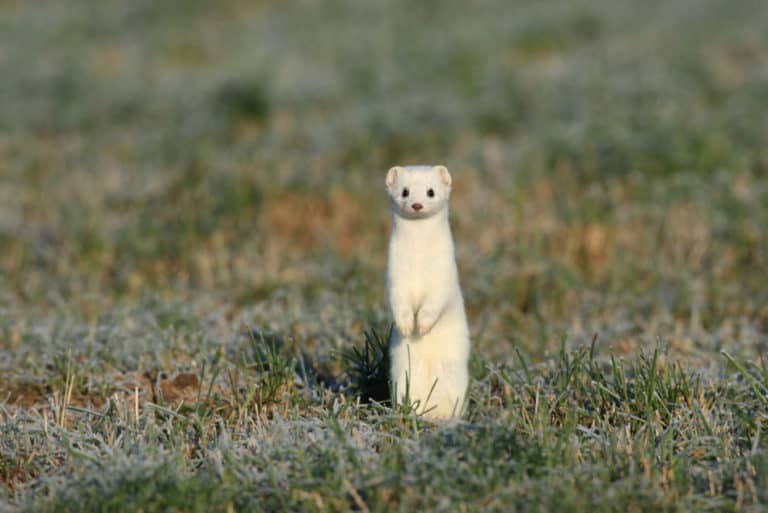 Ermine – North American Nature