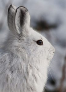 101 Facts About Snowshoe Hares – North American Nature