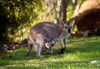 What Are The Three Types Of Mammals? – North American Nature
