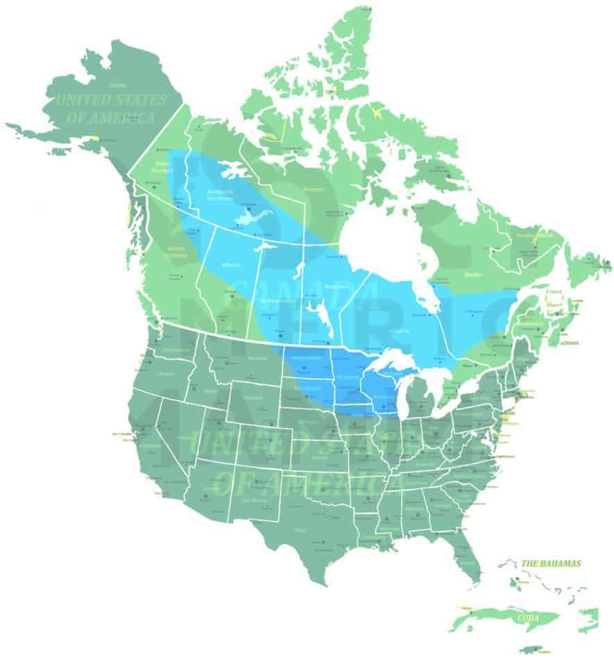 Arctic shrew – North American Nature