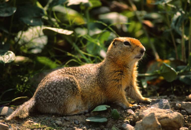 List Of North America Mammals