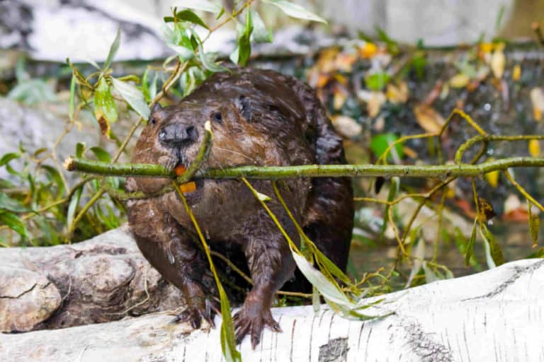 Which Mammals Live In Missouri?