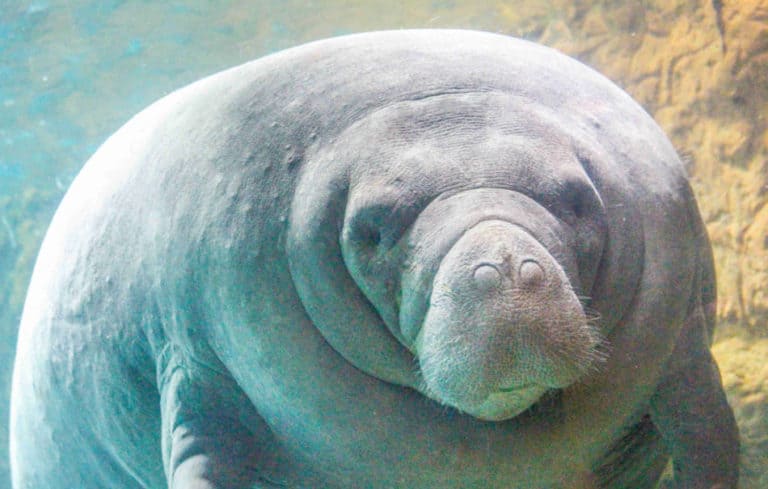 What Are The Different Orders Of Mammals?