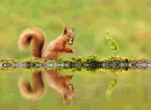 Which Mammals Live In Missouri?