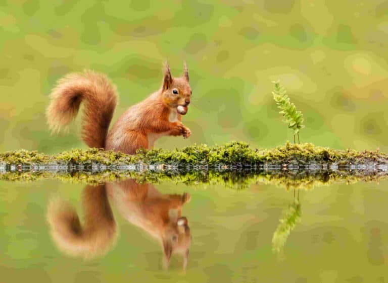 Which Mammals Live In Indiana?