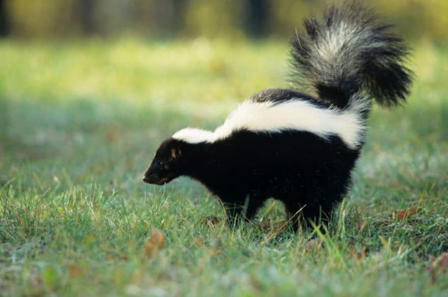 Which Mammals Live In Illinois?