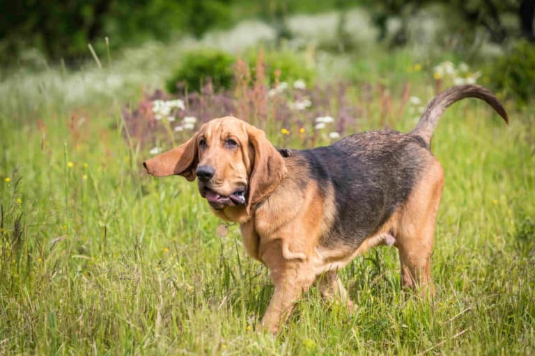 41 Dog Breeds That Begin With B