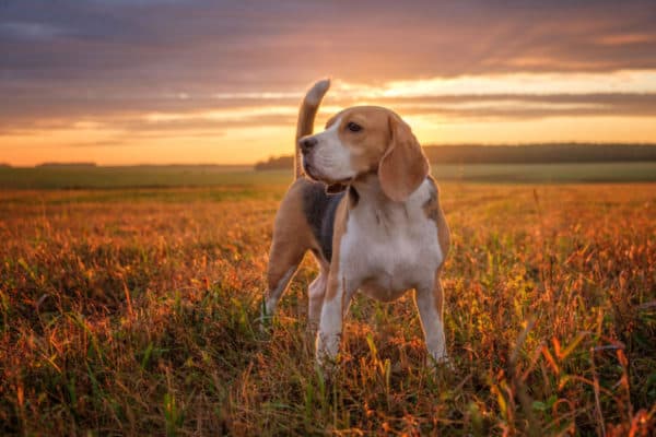41 Dog Breeds That Begin With B