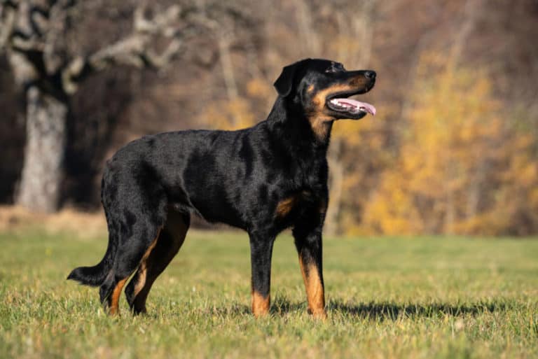 41 Dog Breeds That Begin With B – North American Nature
