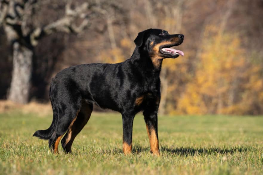 41 Dog Breeds That Begin With B