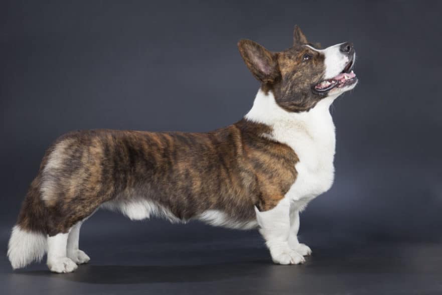 24 Dog Breeds That Begin With C – North American Nature