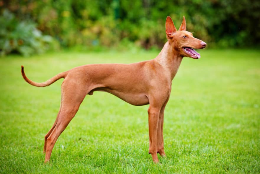 24 Dog Breeds That Begin With C