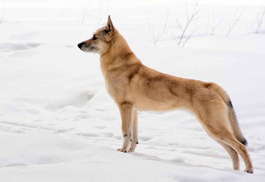 Dog Breeds Beginning With F – North American Nature