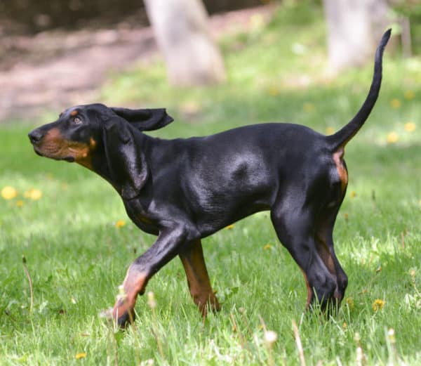 41 Dog Breeds That Begin With B – North American Nature
