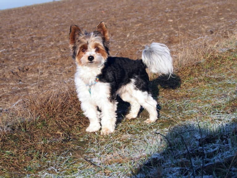 41 Dog Breeds That Begin With B