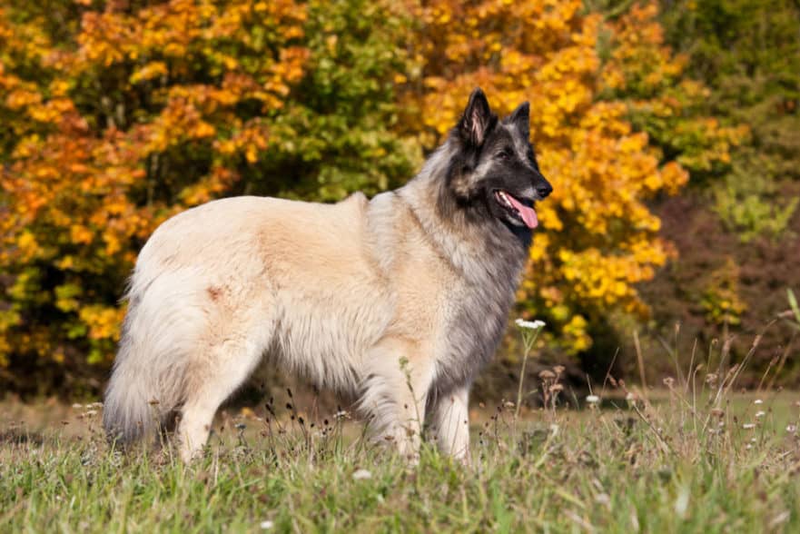 41 Dog Breeds That Begin With B – North American Nature