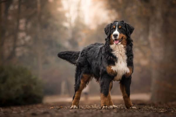 41 Dog Breeds That Begin With B