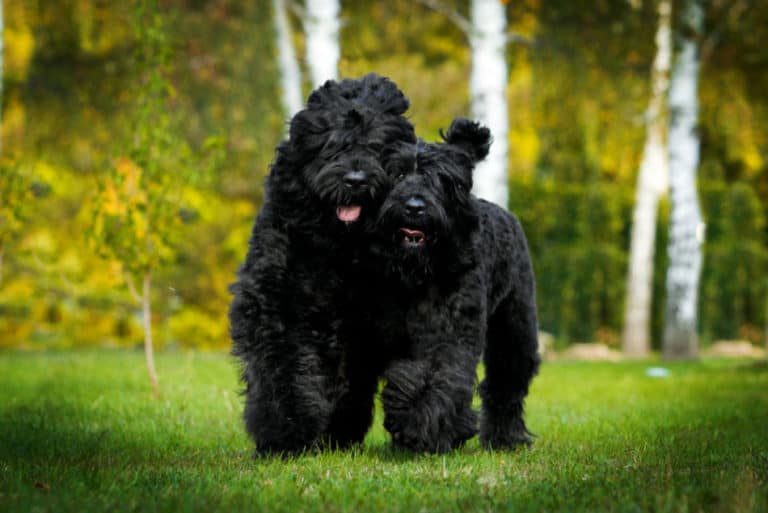 41 Dog Breeds That Begin With B