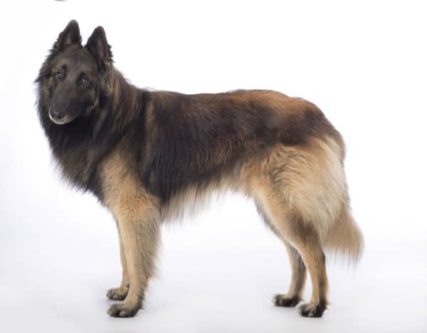 41 Dog Breeds That Begin With B