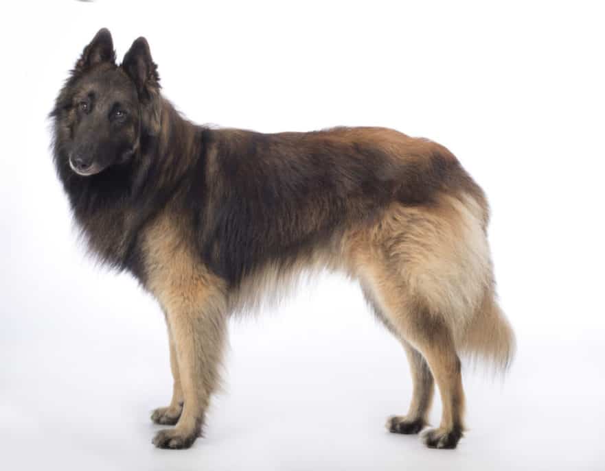 41 Dog Breeds That Begin With B